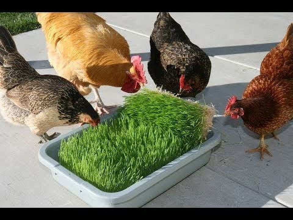 Complete Chicken Wheat Grass Fodder Grow Kit. 10x20 Grow Container, (3X ...