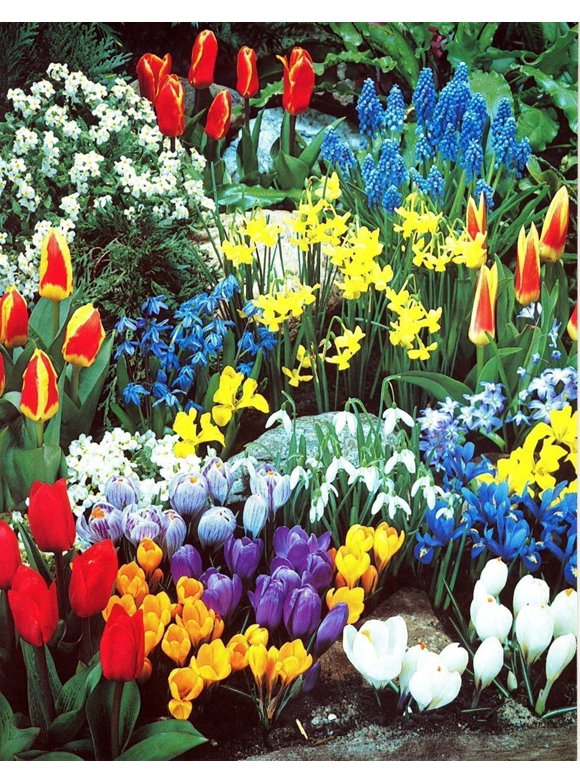 Spring Bulbs in Plant Bulbs - Walmart.com