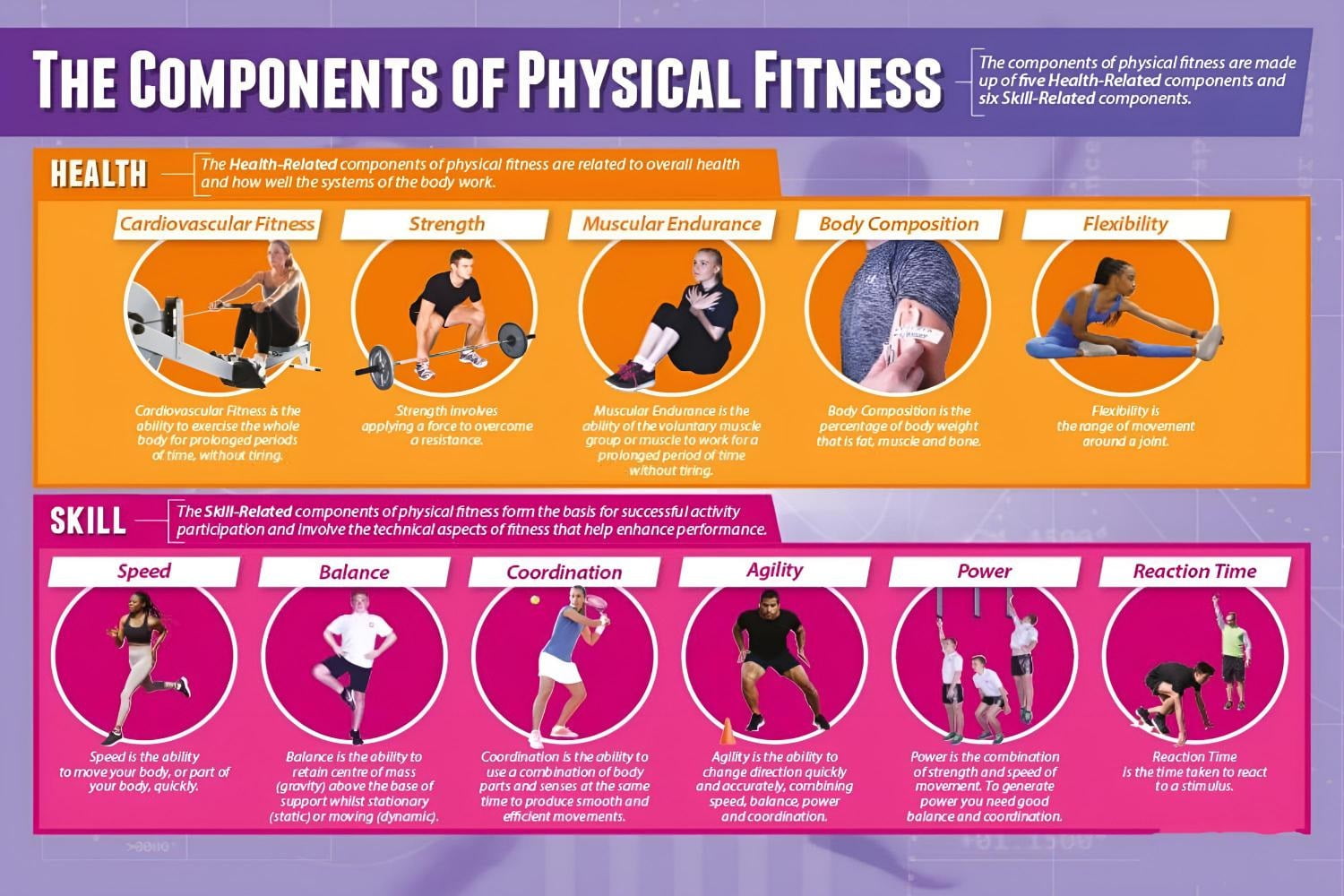 Components of Physical Fitness Classroom Poster Physical Education ...