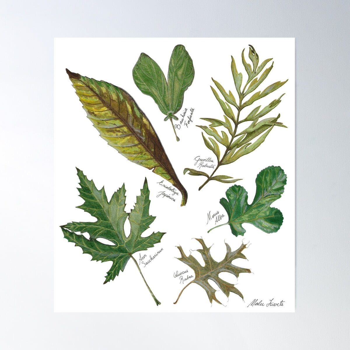 Composition Of Tree Leaves In Watercolor Poster Wall Art Modern Wall ...