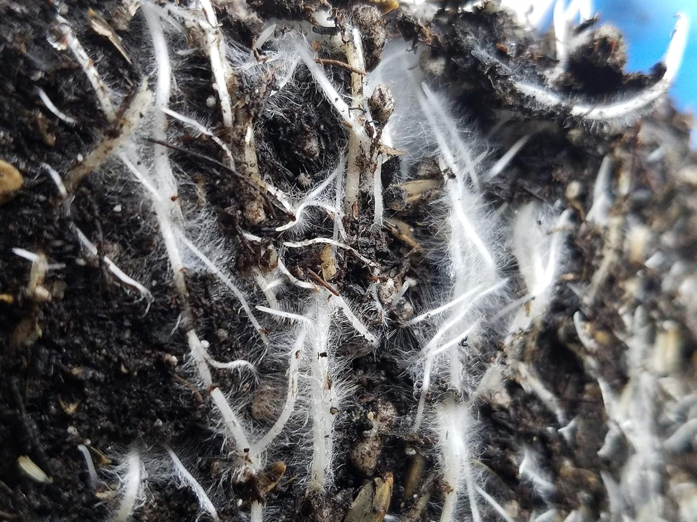 Compost Tea Brew Bag : Made to Last in The USA (5 Gallon Bucket Sized ...