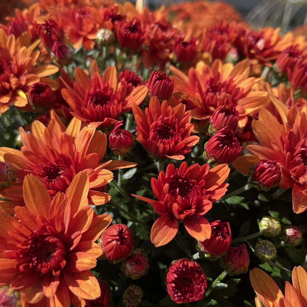 Conaco Orange Garden Mum-Vibrant Autumn Perennial for Your Garden 10 ...