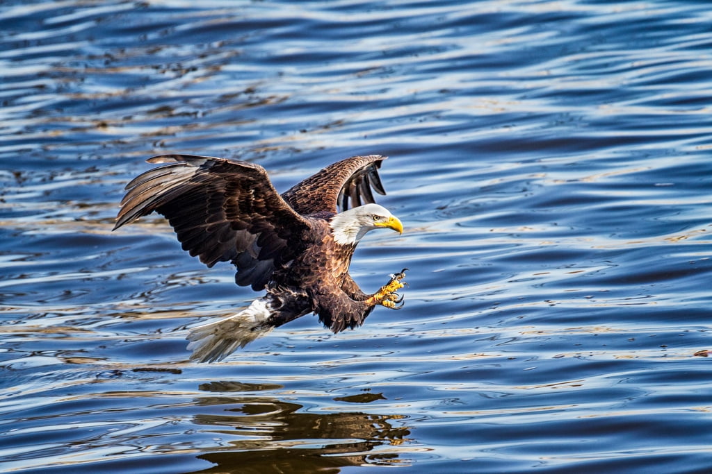 Concentration Bald Eagle Catching Prey Photo Photograph American Bird ...