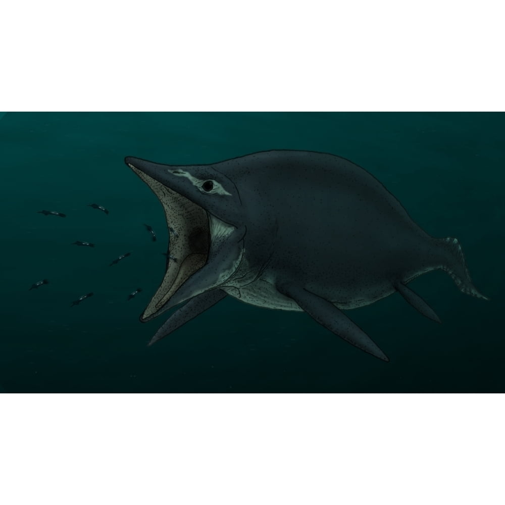 Concept of the suction feeding Shastasaurus eating celphalopods Poster ...