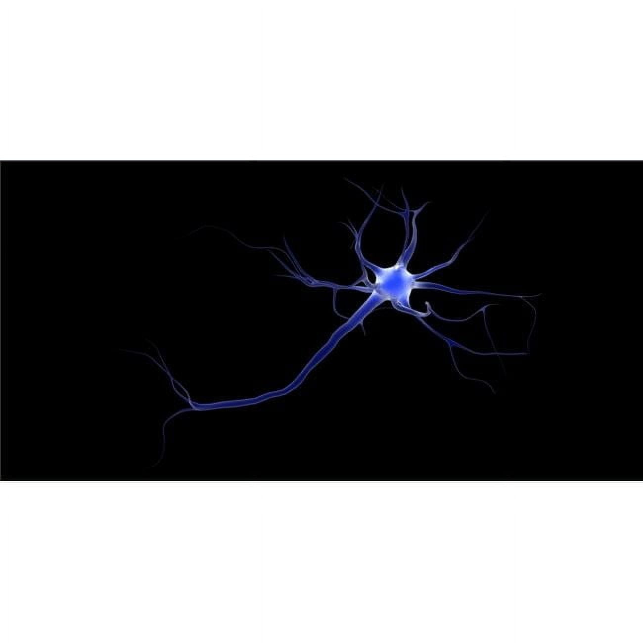 Conceptual Image of A Neuron Poster Print, 40 x 20 - Large - Walmart.com