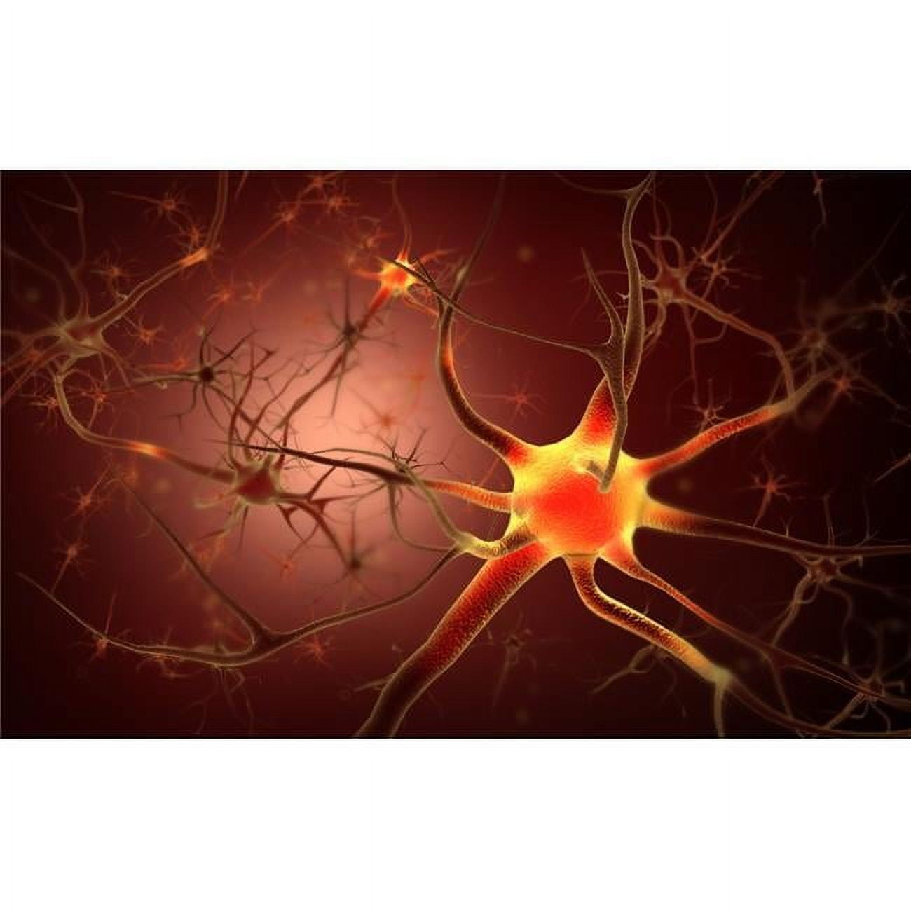 Conceptual Image of Neuron Poster Print - 35 x 22 - Large - Walmart.com