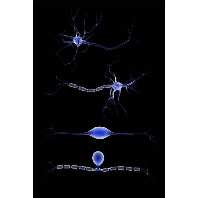 Conceptual image of a neuron Poster Print - Walmart.com
