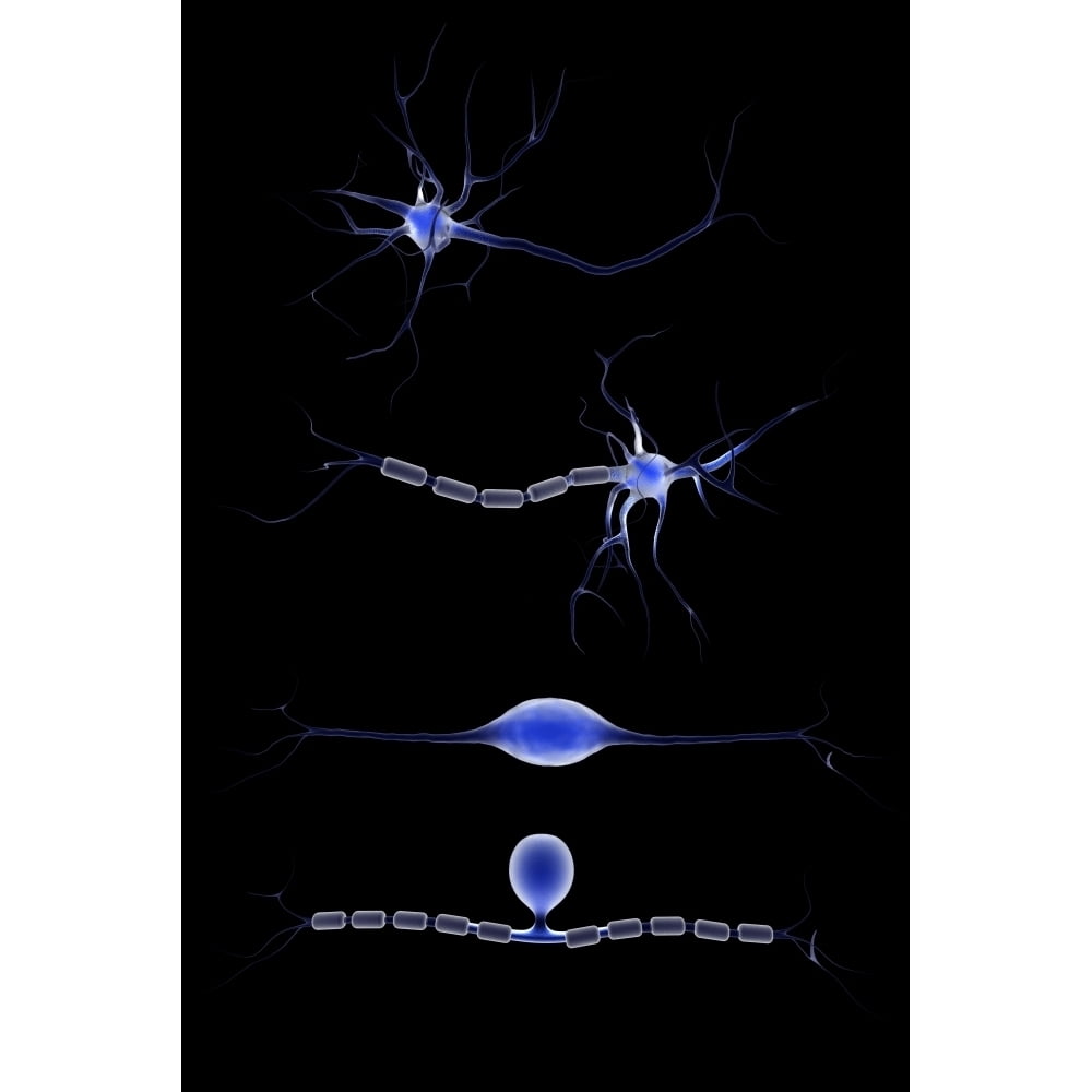 Conceptual image of a neuron Poster Print - Walmart.com