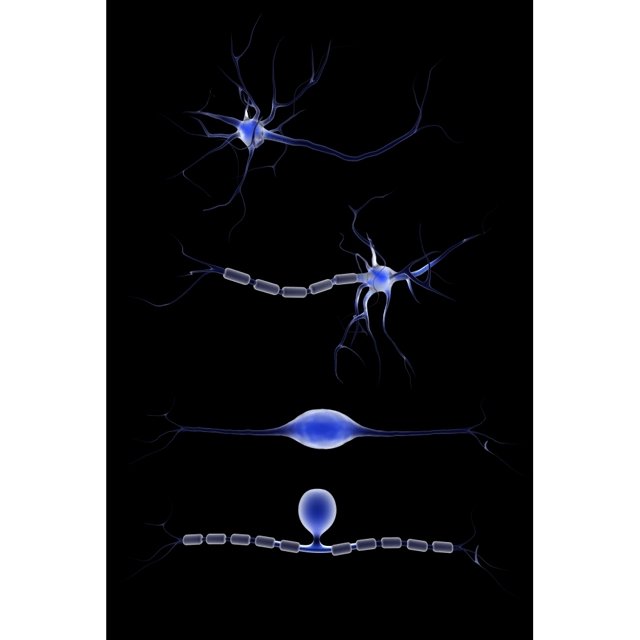 Conceptual image of a neuron Poster Print - Walmart.com