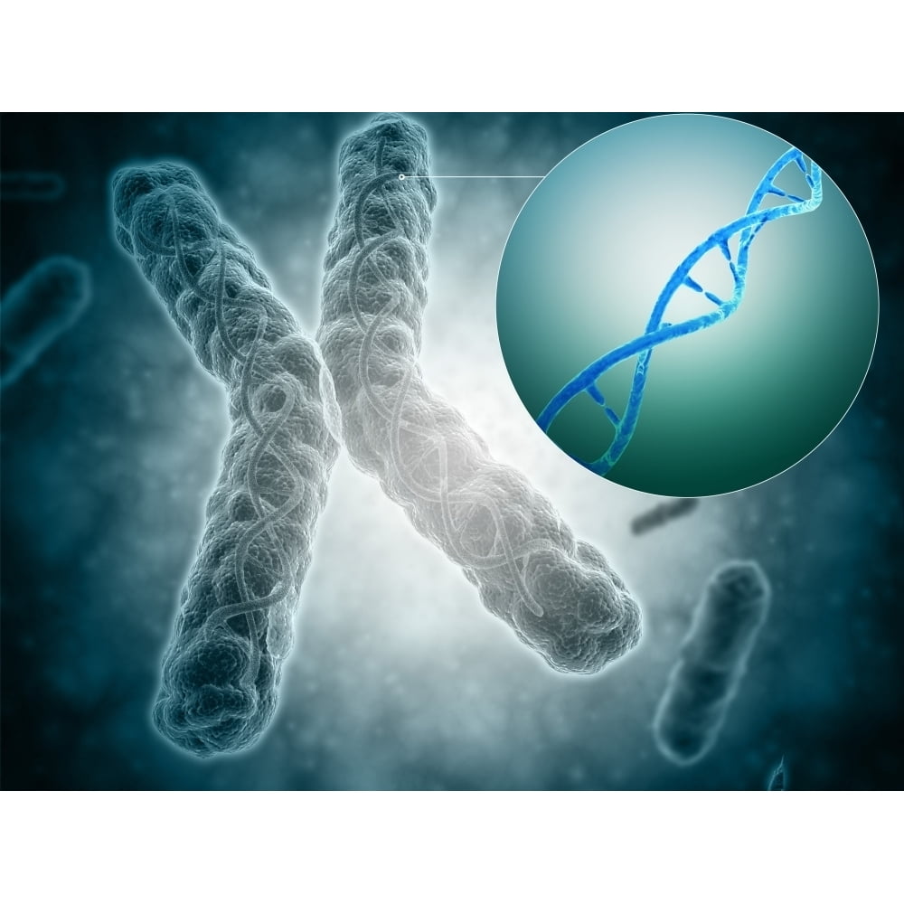 Conceptual image of a telomere showing DNA structure Poster Print ...