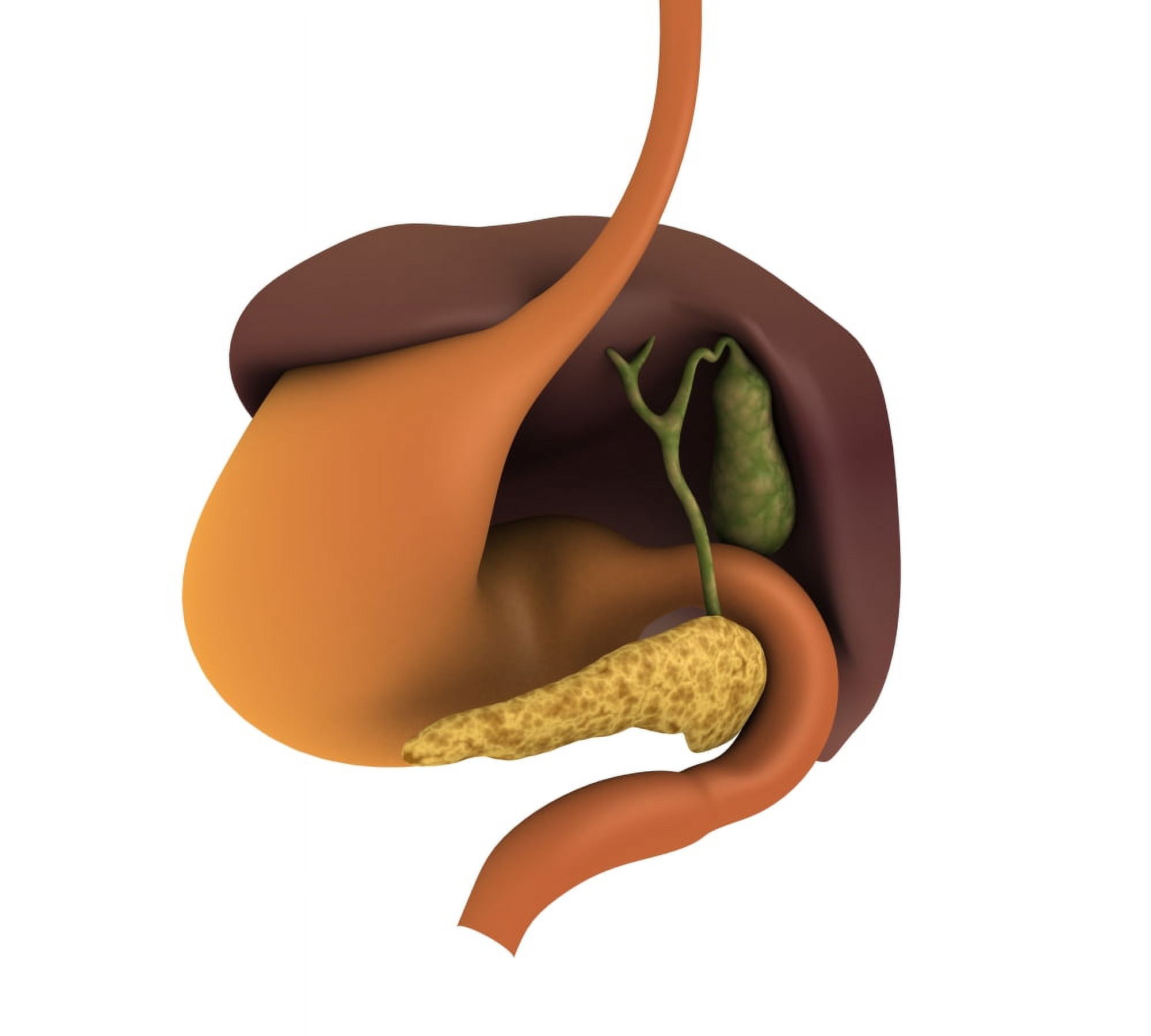 Conceptual image of human digestive system showing gallbladder ...