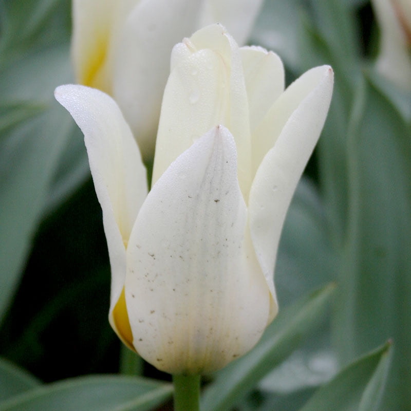 Concerto Greigii Tulip Flower Bulbs - 10 Bulbs per Pack - Good For ...