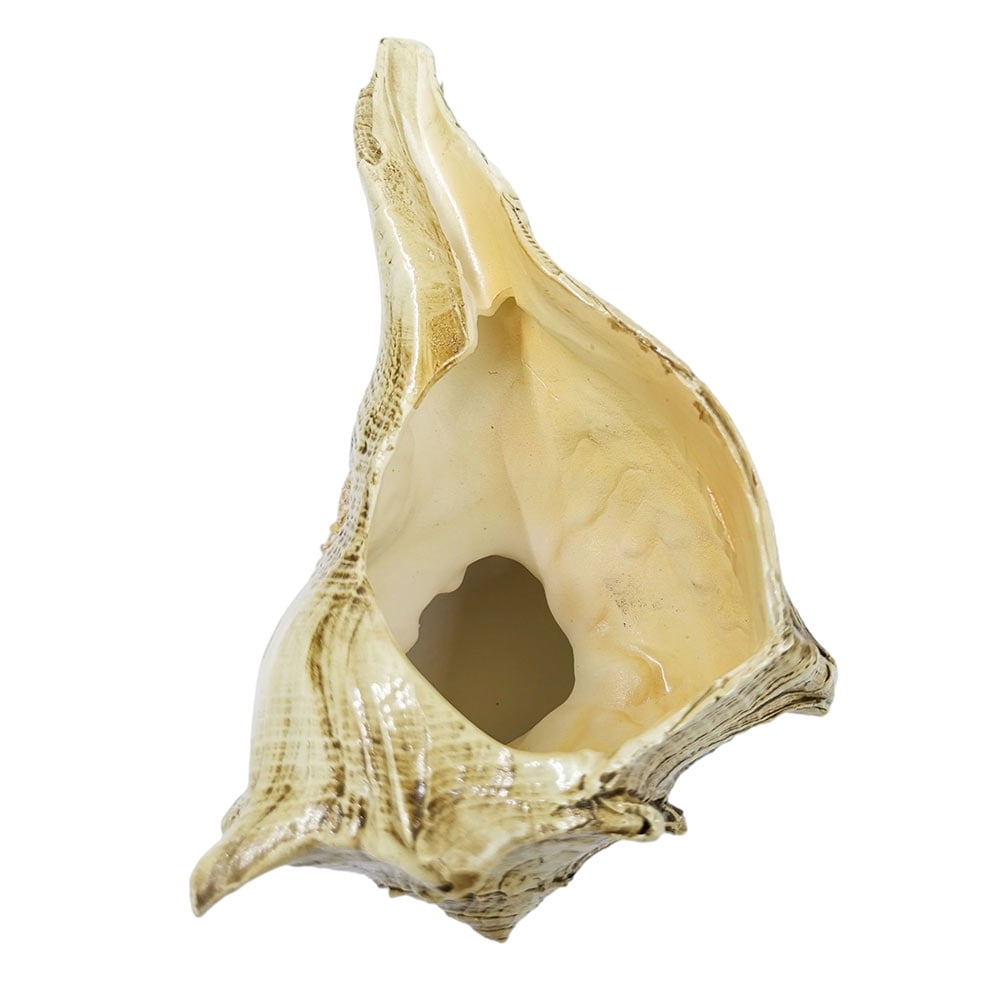 Worgeous 1Pc Lifelike Conch Flower Pot Made of Resin Perfect for Indoor ...