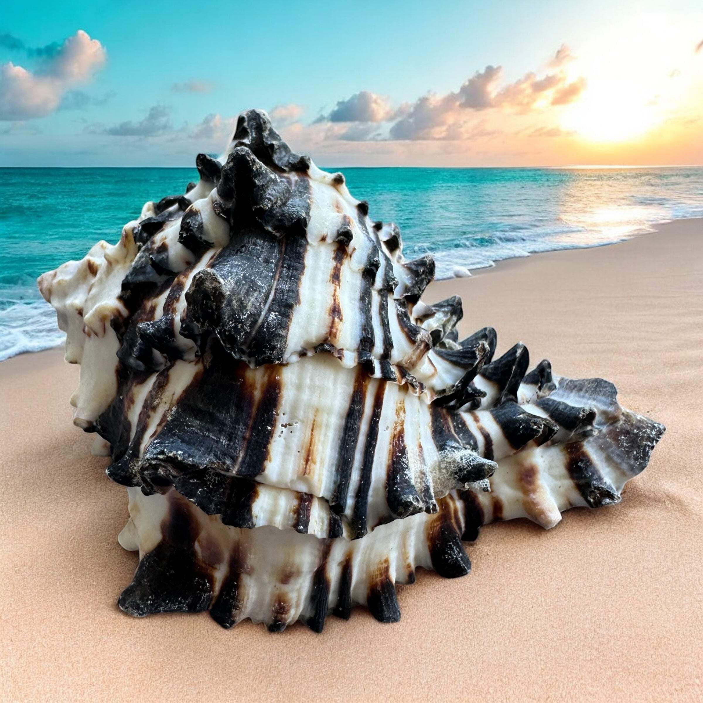 Conch Seashell Black White Spiky Real Rare Natural Big Decorative Sea ...