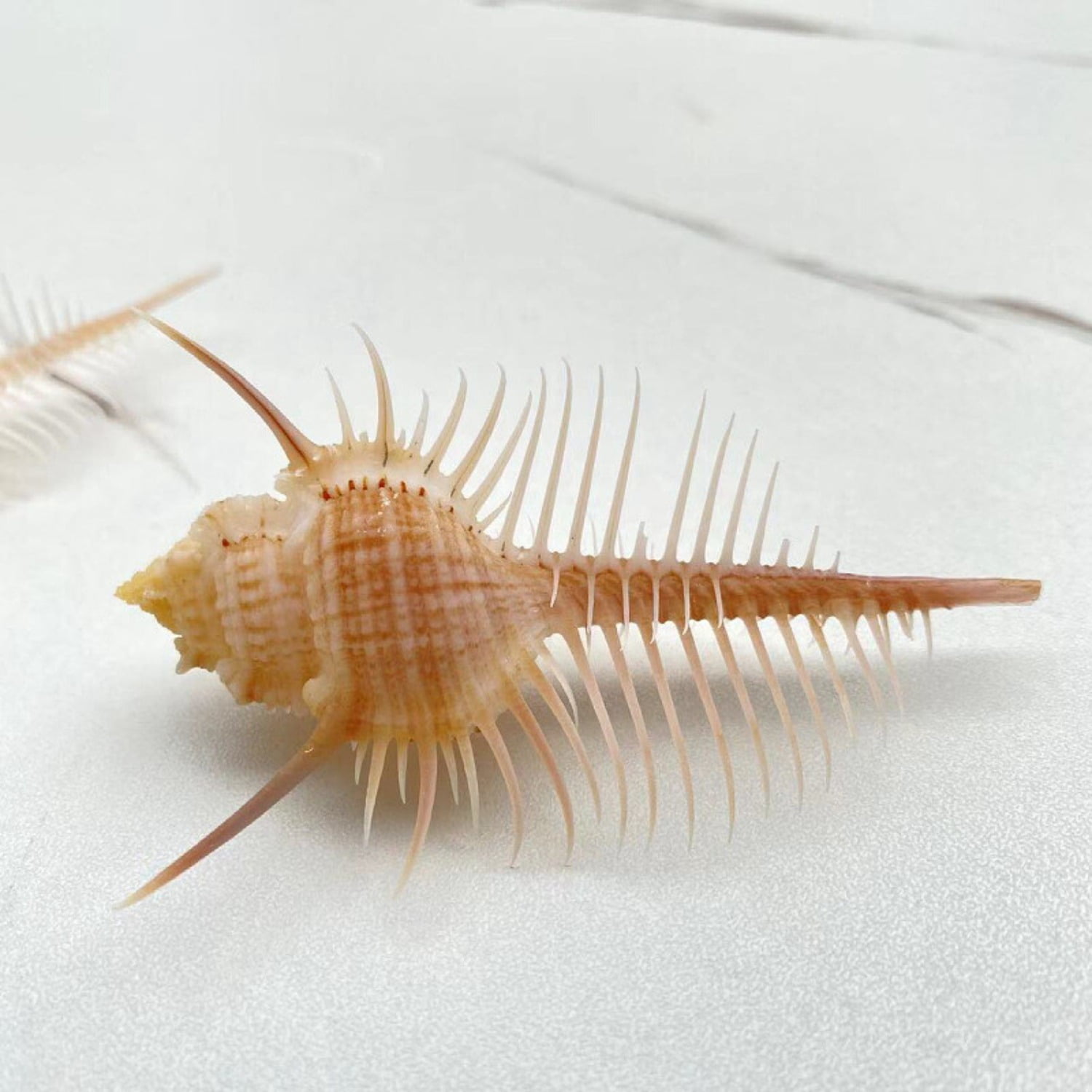 Conch Shell 9 to 10cm Aquarium Decor Marine Specimen Coastal Ornament ...