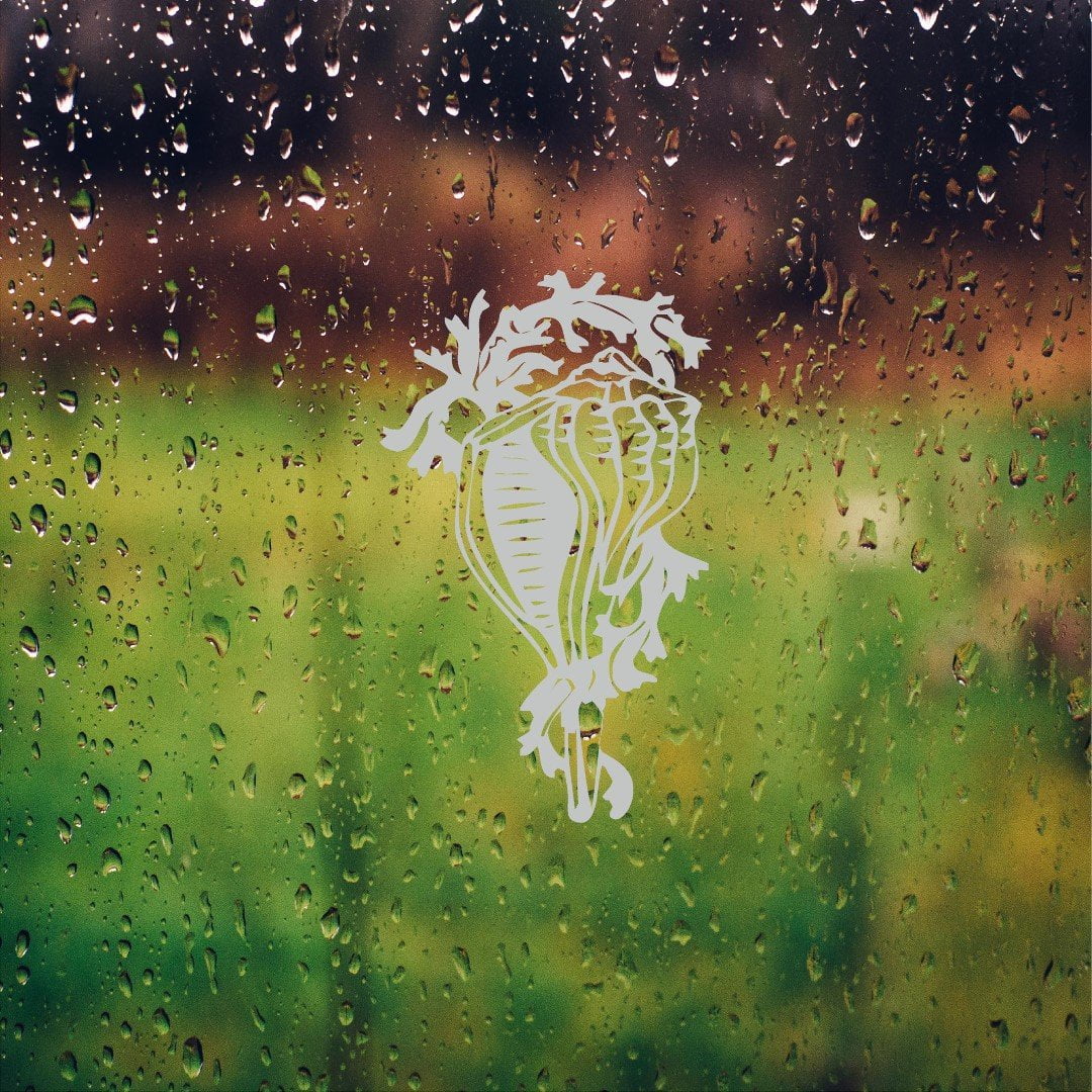 Conch Shell Etched Glass Decals Vinyl Shower Door Window - Walmart.com