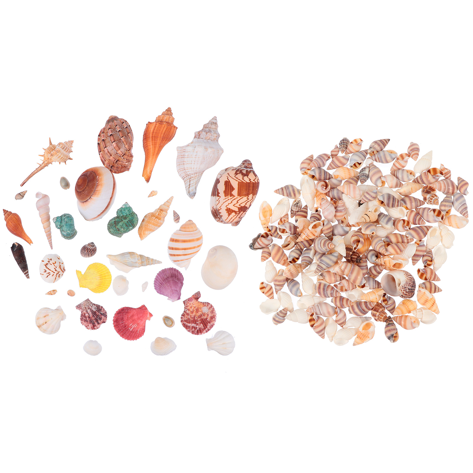 Conch Shell Garnish Home Decor Beach Scallop Beach Conch Seashell ...