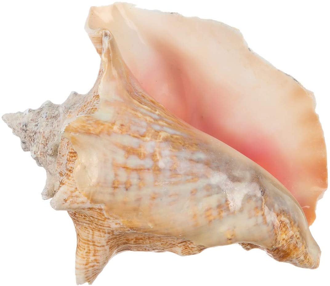 Decorative Natural Conch Sea Shell - Garden Quality 6"-8", Imperfect ...