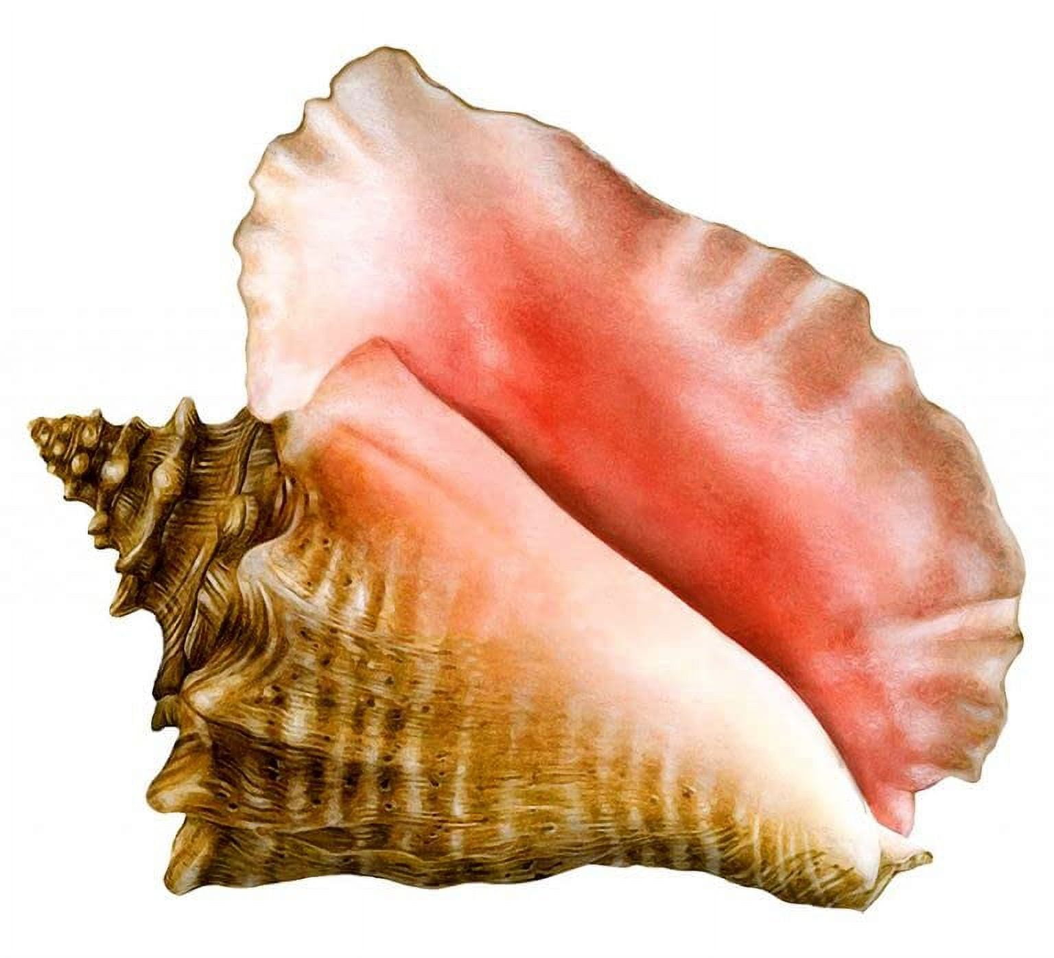 Conch Shell Porcelain Swimming Pool Mosaic (10" X 9") - Walmart.com