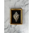 Conche Ll Wall Art Print, Seashell Art Still Life, French Restaurant ...