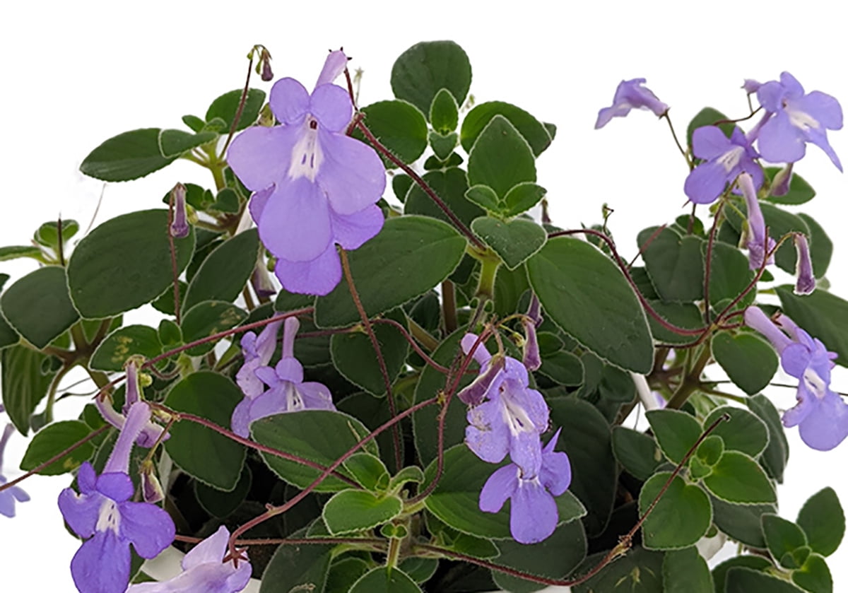 Concord Blue Cape Primrose Plant - Streptocarpella - 2.5" Pot - Walmart.com