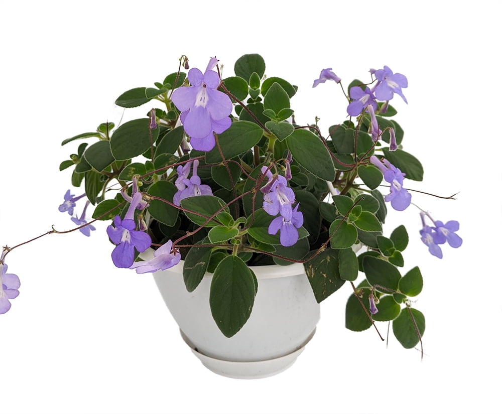 Concord Blue Cape Primrose Plant - Streptocarpella- Indoors/Out - Shade ...
