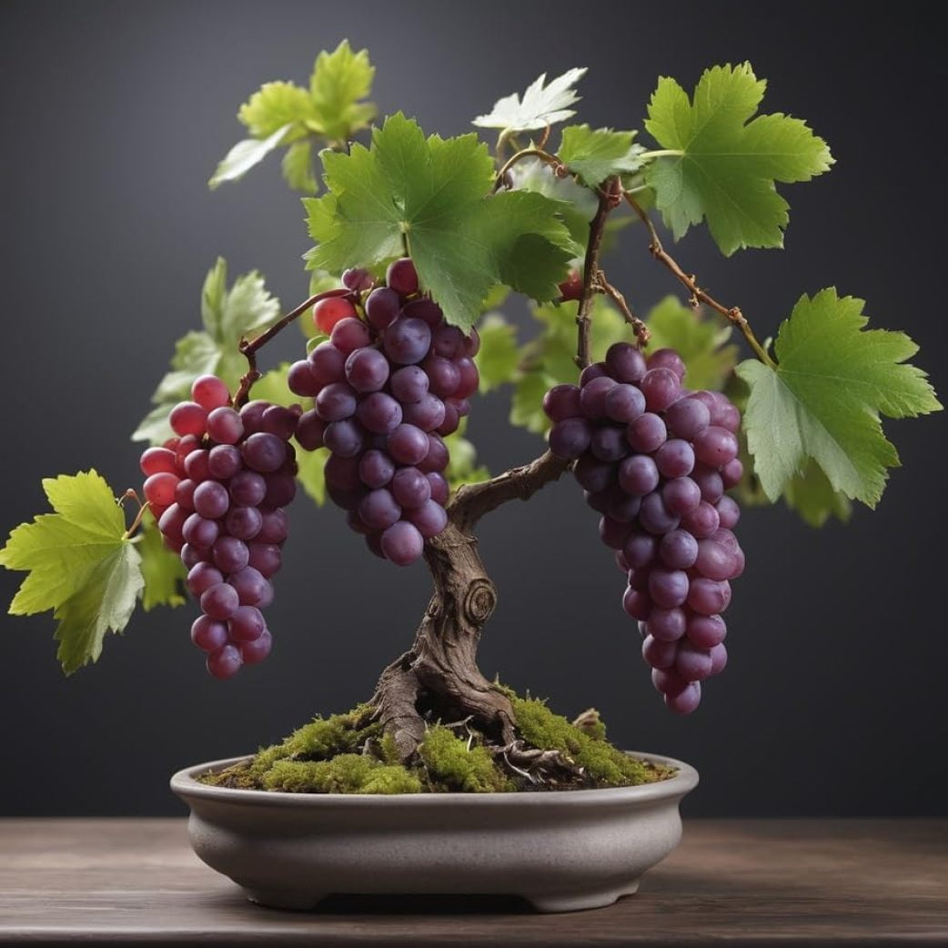 Concord Grape Bonsai Plants for Growing - 1 Year Seedling, Catawba ...