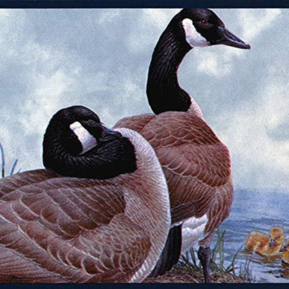 Concord Wallcoverings Canada Geese Wallpaper Border Brown, Black, Black ...