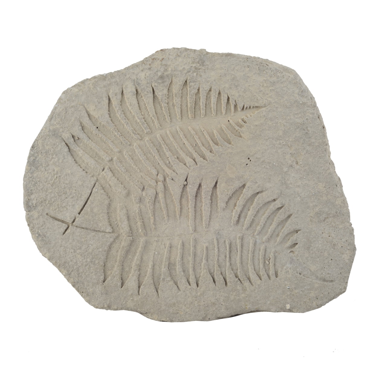 Concrete Fossil Accent Stone with Fern Leaves Imprint, Gray- Saltoro ...