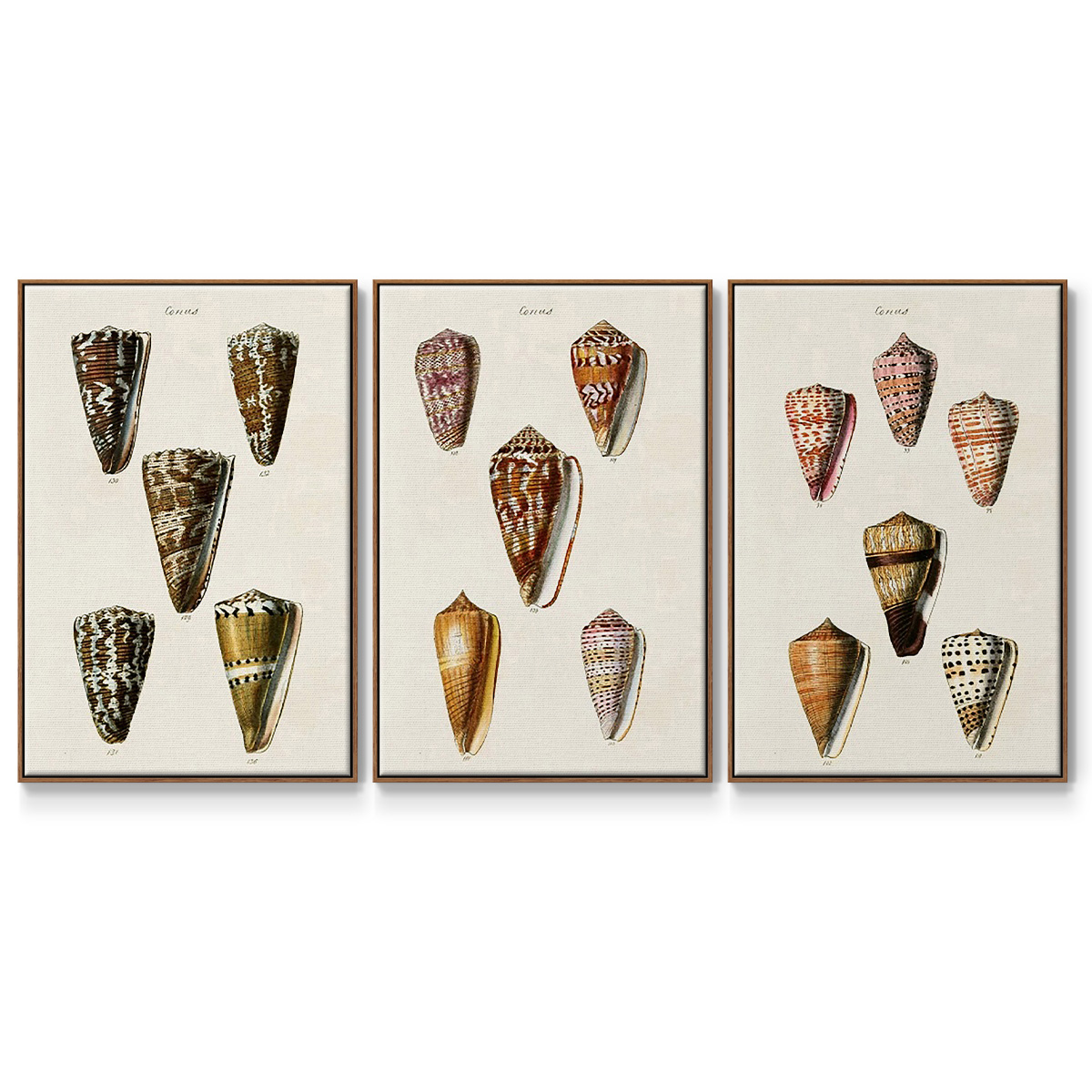 Cone Shell Collection IV - Framed Premium Gallery Wrapped Canvas L ...