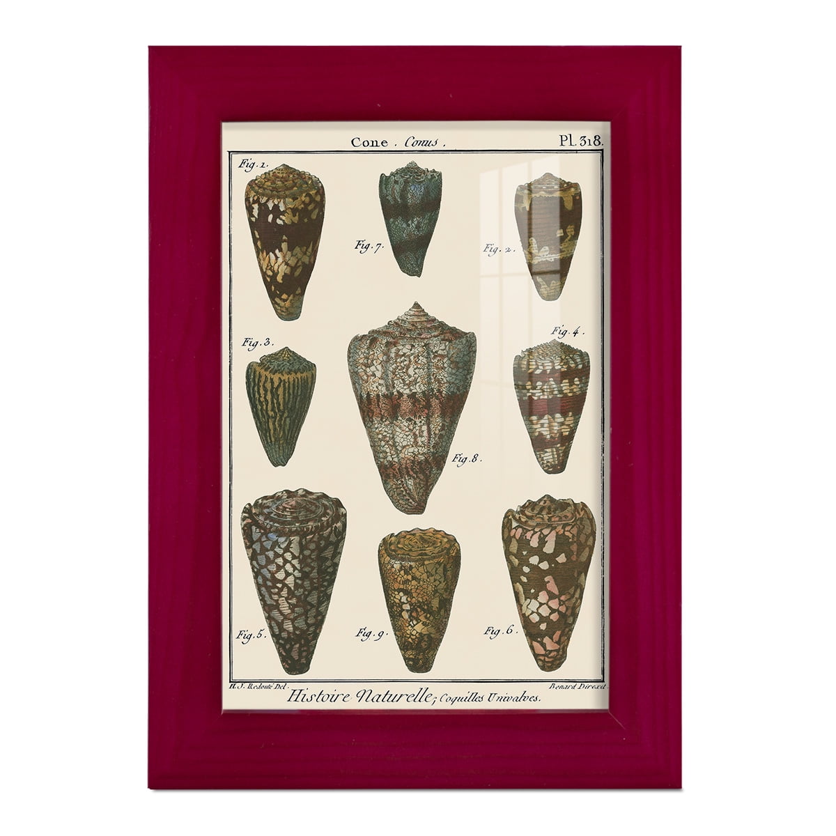 Cone Shell pl. 318 -Framed Print w/glass-Cherry Red - Walmart.com