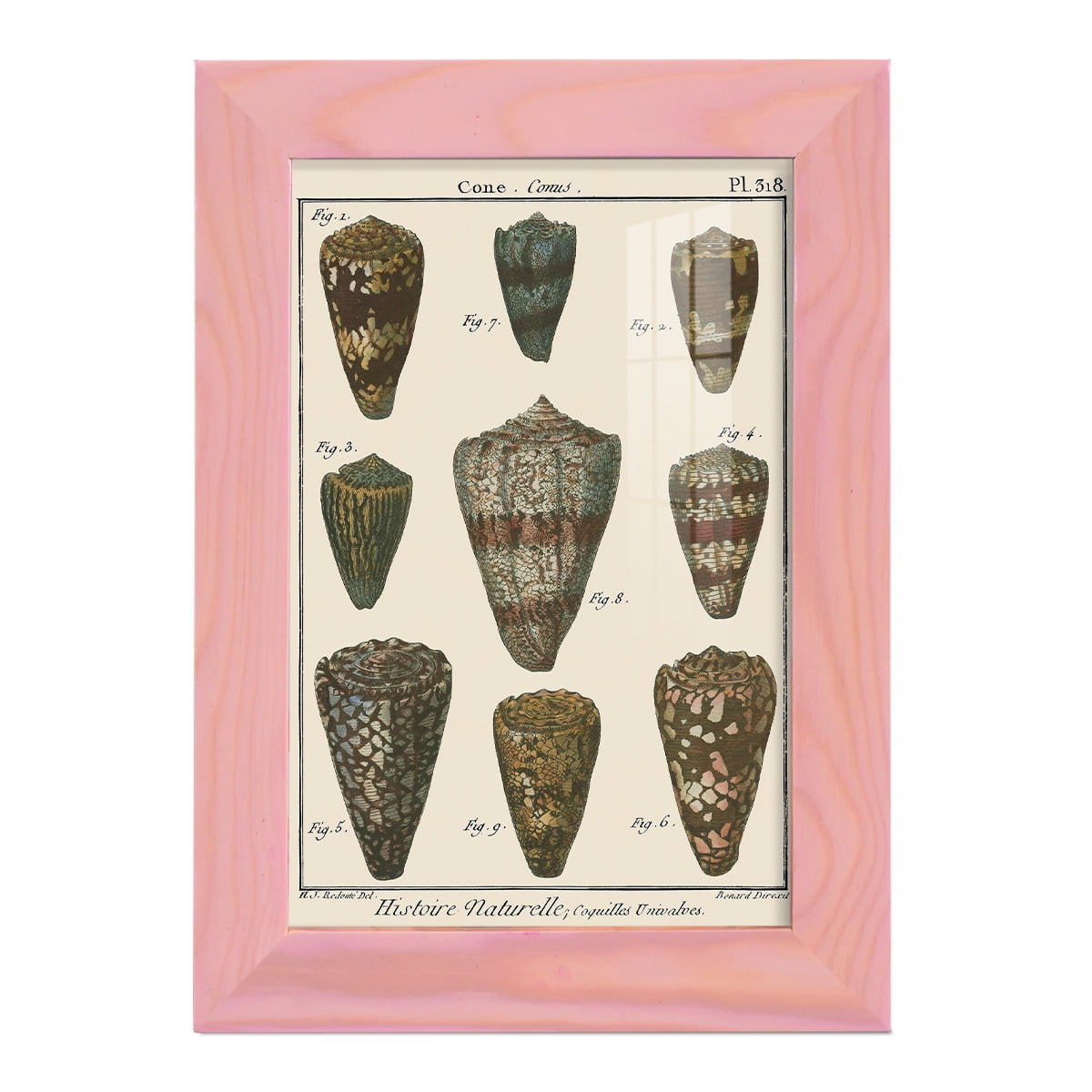 Cone Shell pl. 318 -Framed Print w/glass-Sunset Pink - Walmart.com