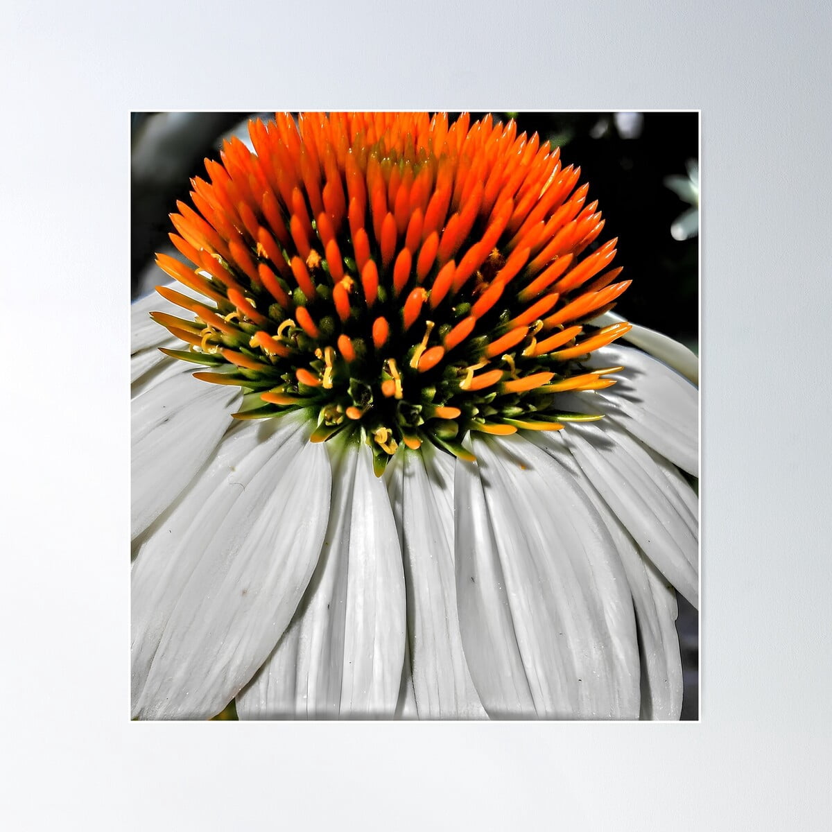 Coneflower In Full Bloom Poster Wall Art Modern Wall Decor For Living ...