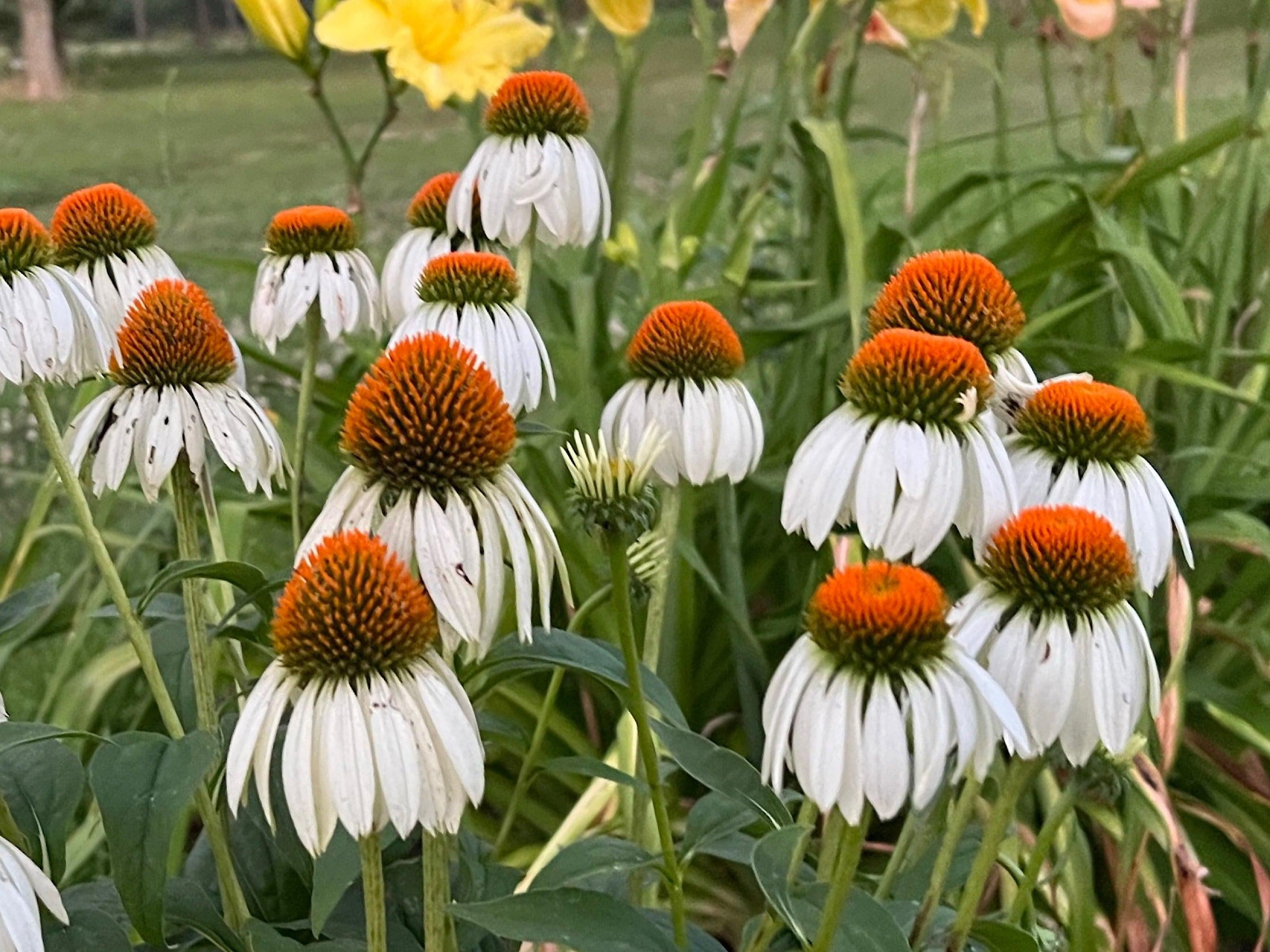 Coneflower Mix Color Seed Pack- 50 Count - Walmart.com
