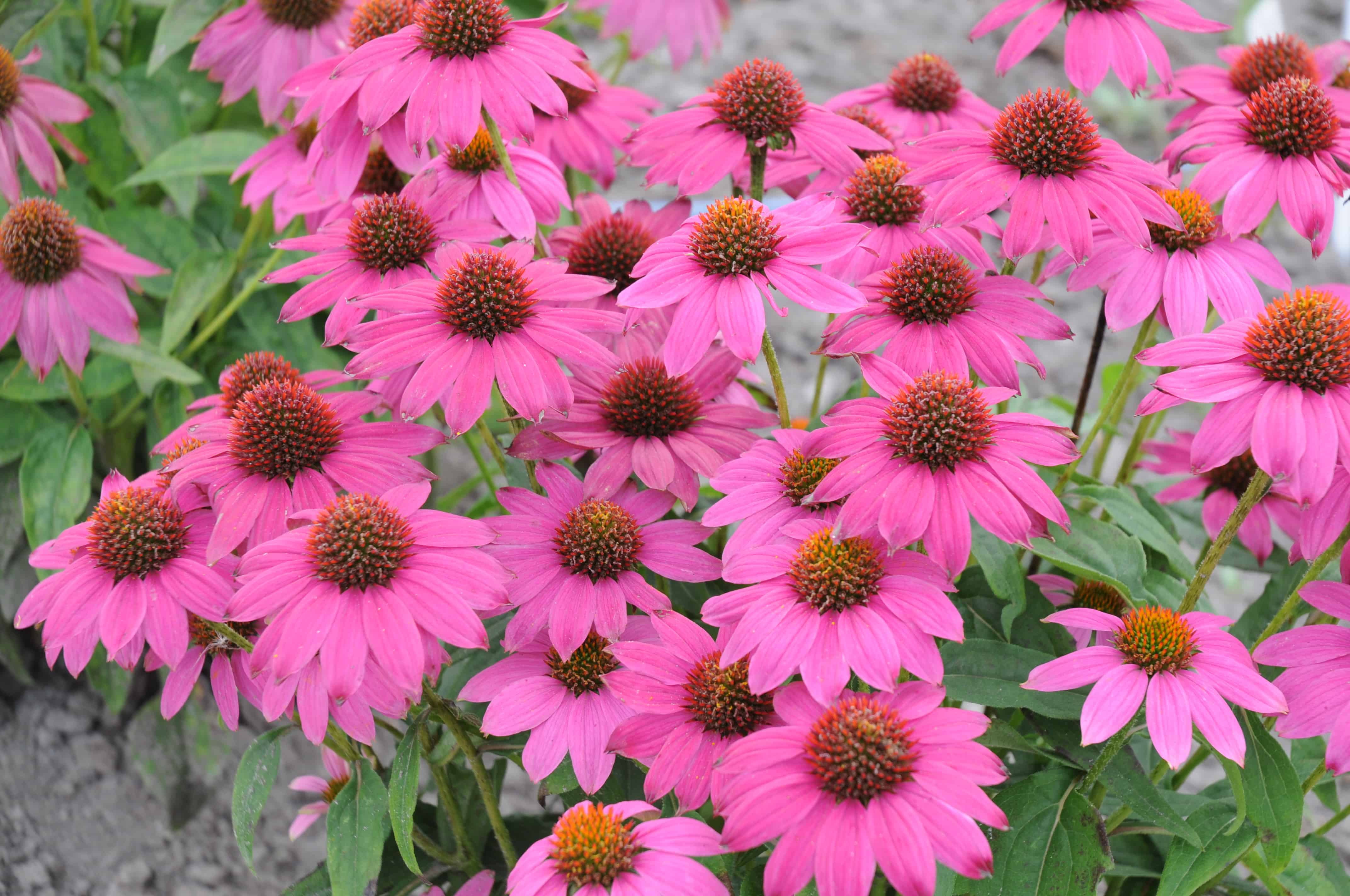 Coneflower Plants