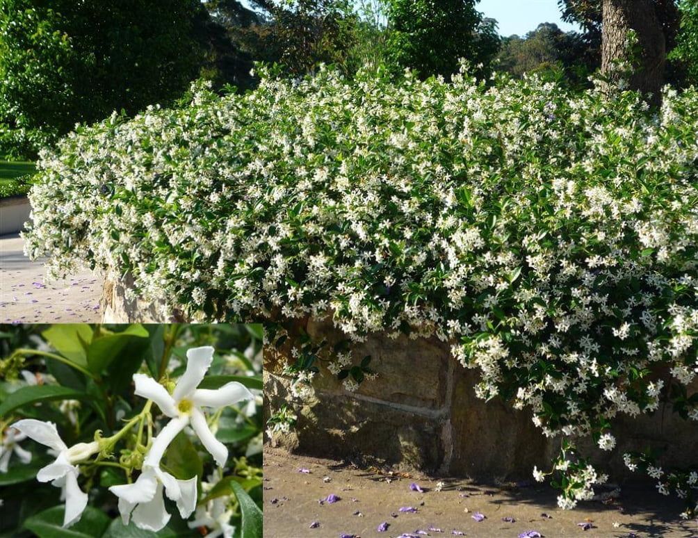 Confederate Jasmine Fragrant Climbing Vine - Live Plant - ( 1 QT ...