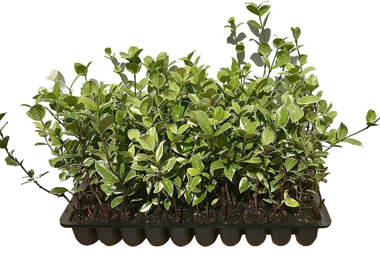 Confederate Jasmine Variegated - 20 Live Plants - Trachelospermum ...