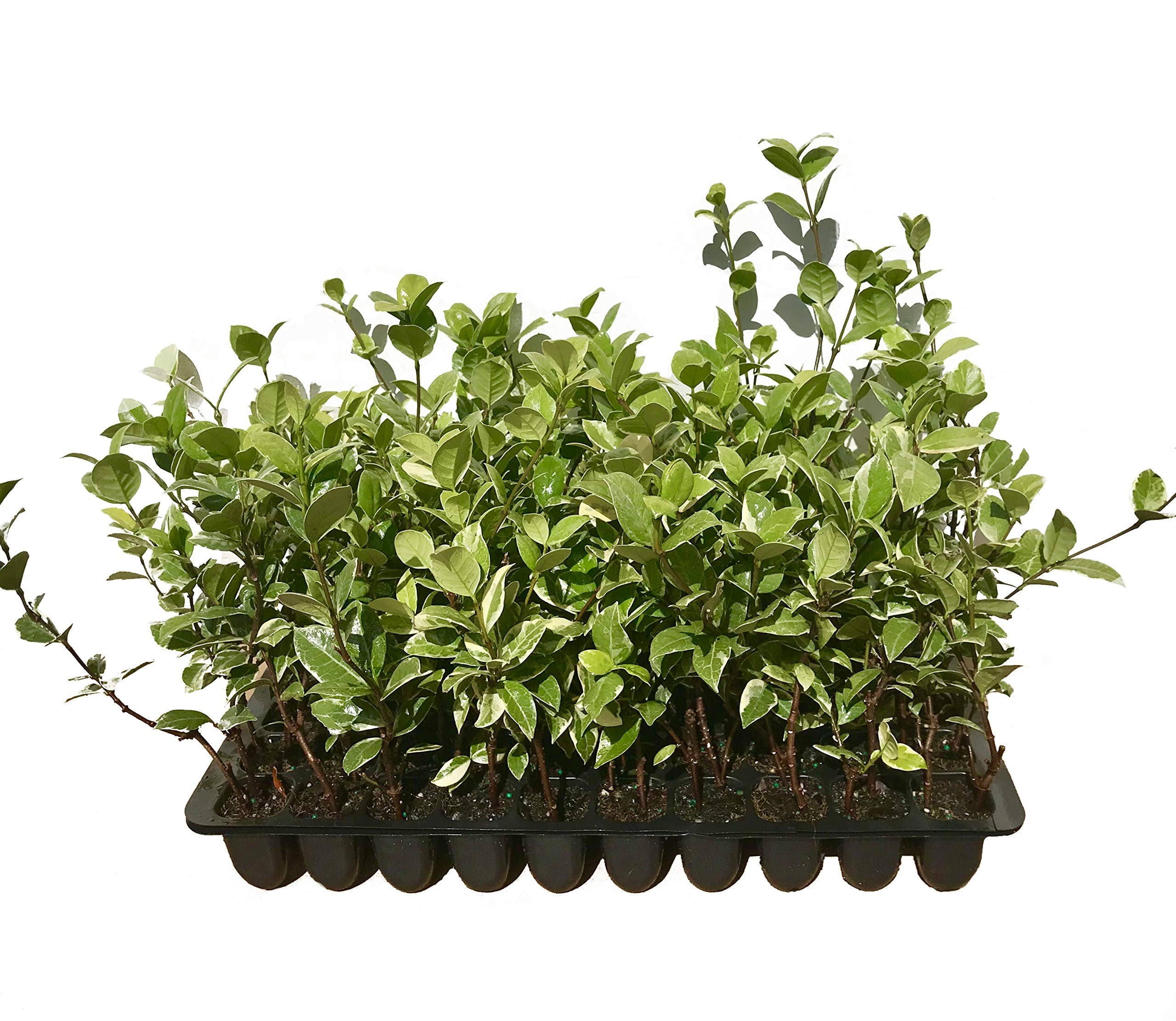 Confederate Jasmine Variegated - 3 Live Plants - Trachelospermum ...