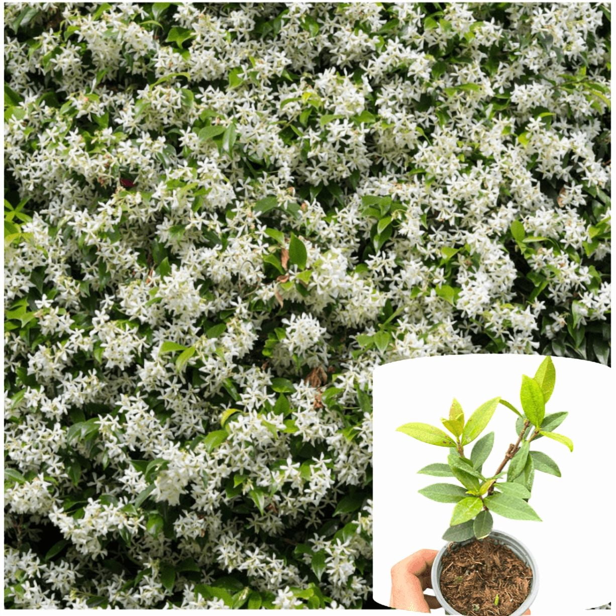Confederate Jasmine Vine Star Jasmine Plant Trachelospermum Jasminoids ...