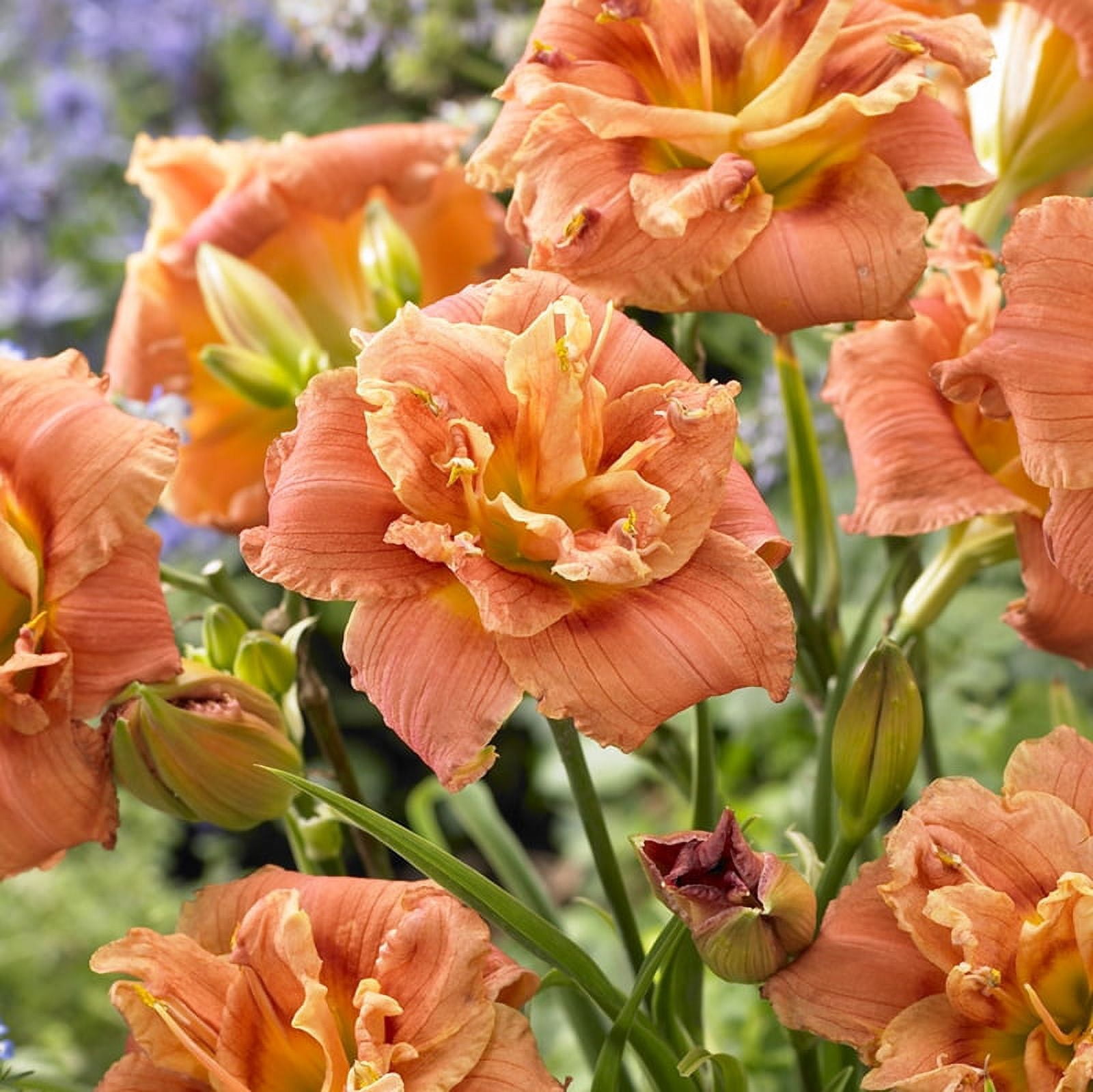 Congo Coral Daylily Root - Pleasantly Scented Daylilies - Naturalizing ...
