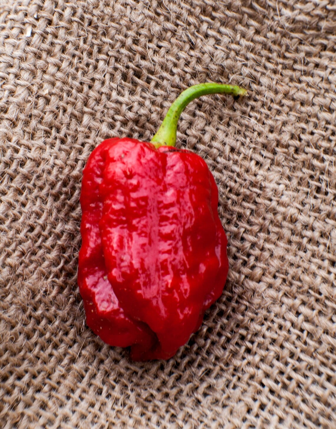 Congo SR Gigantic 7Pot Trinidad Heirloom Pepper Premium Seeds Packet ...