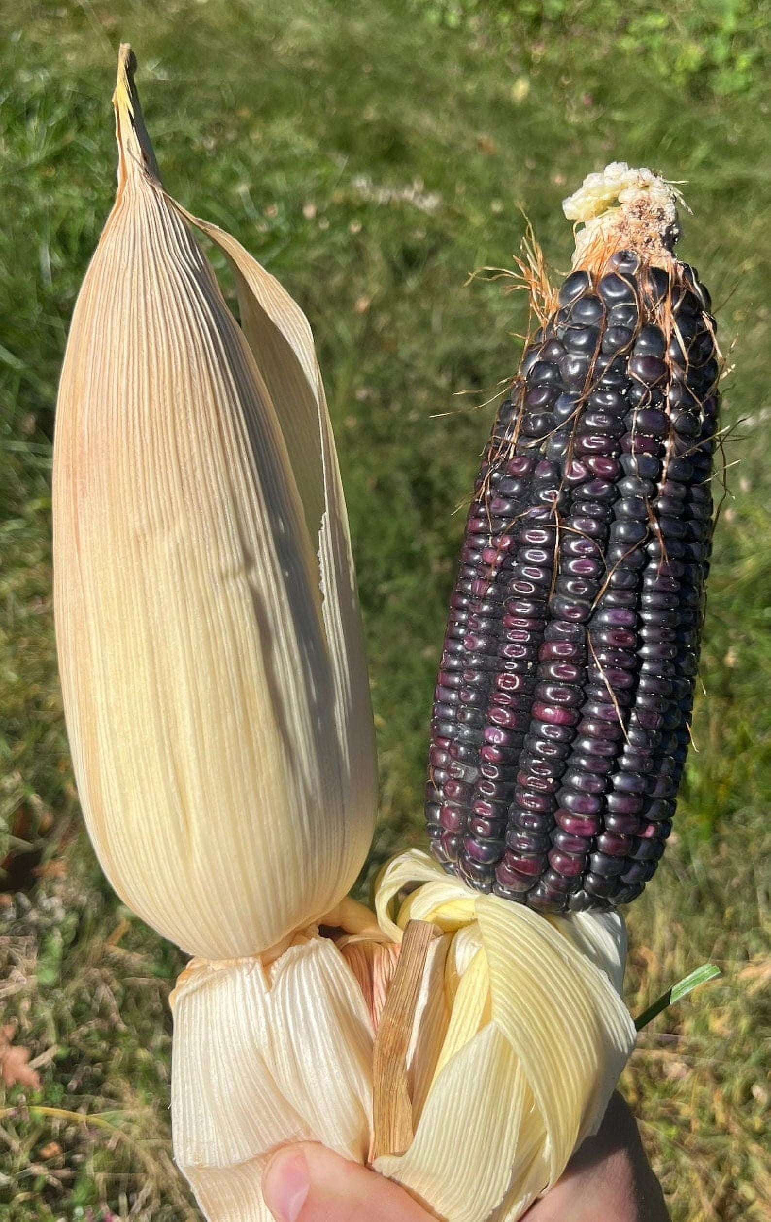 Conico Azul Blue Corn Masa Puebla Tamale Maize 20 Seed Pack - Walmart.com