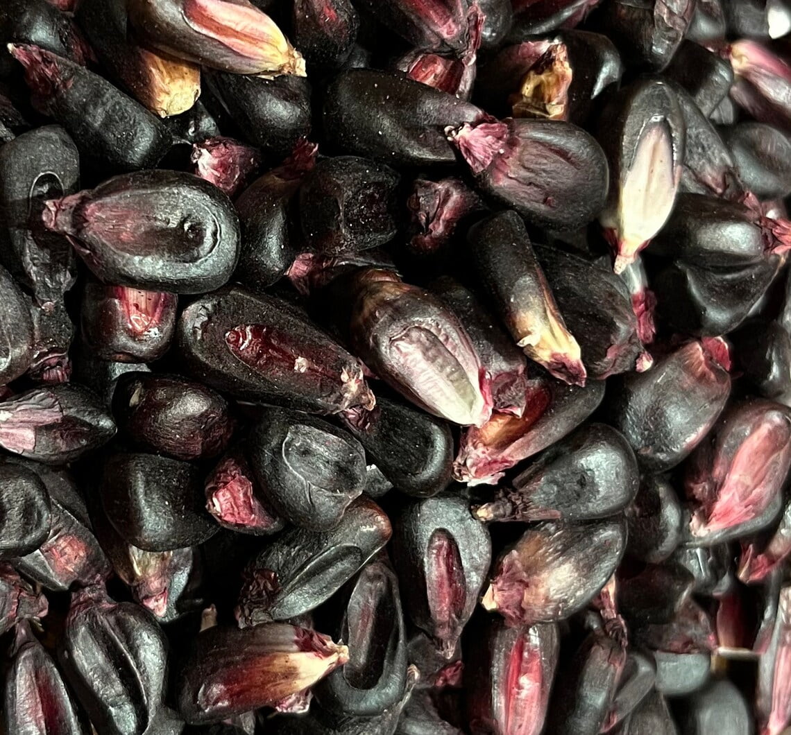 Conico Purple Morado Corn Masa Puebla Tamale Maize 20 Seed Pack ...