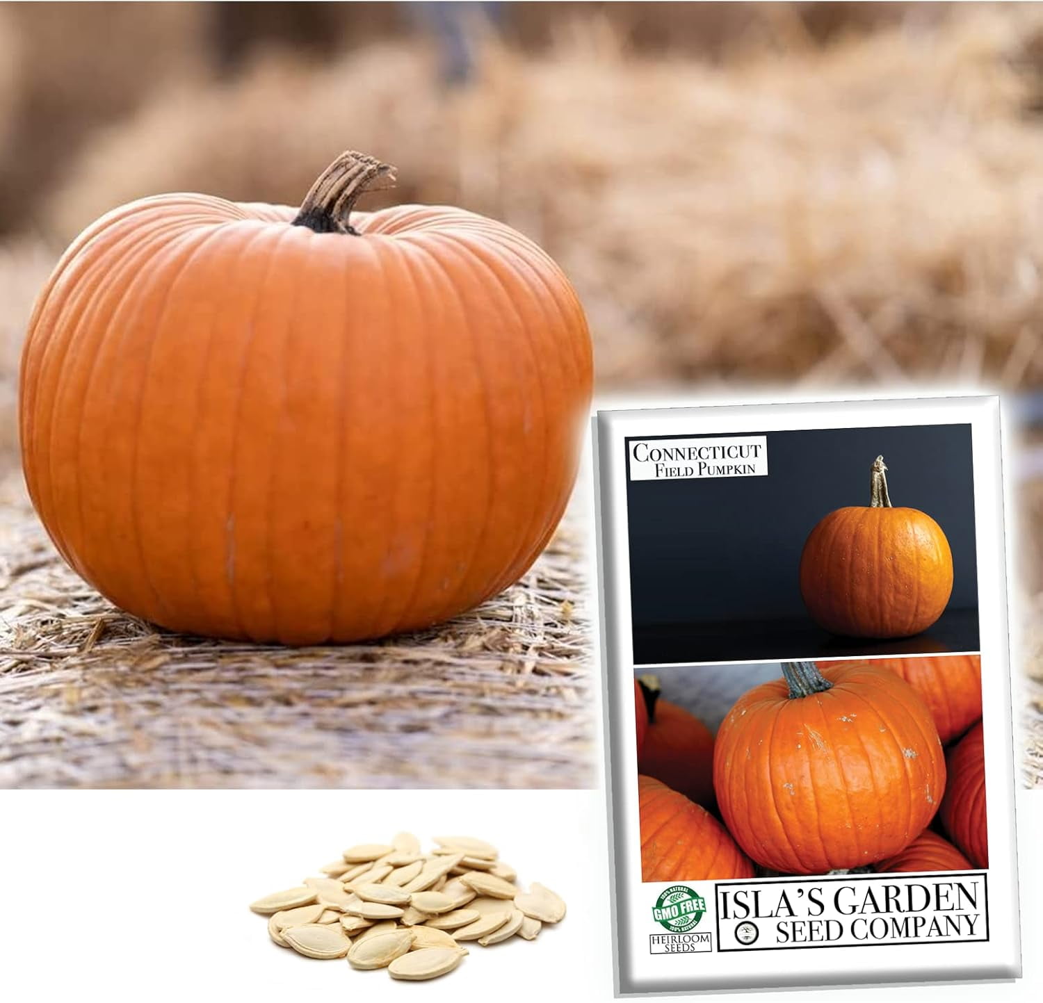 Connecticut Field Pumpkin Seeds (Cucurbita pepo) for Planting - 50+ Non ...