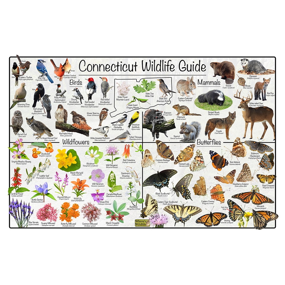 Connecticut Wildlife Guide Nature Poster -Science Chart Divided into ...