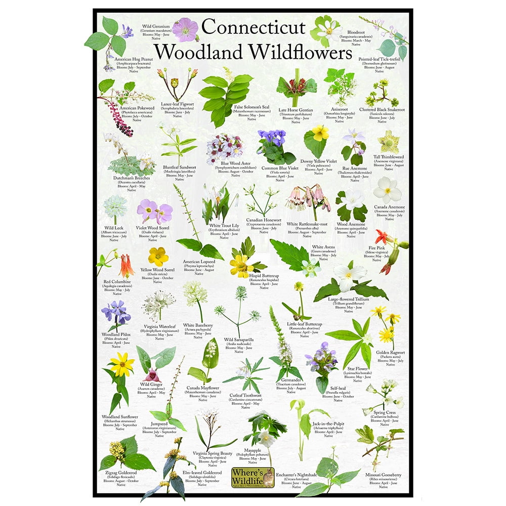 Connecticut Woodland Wildflower Identification Guide | Picture ID ...