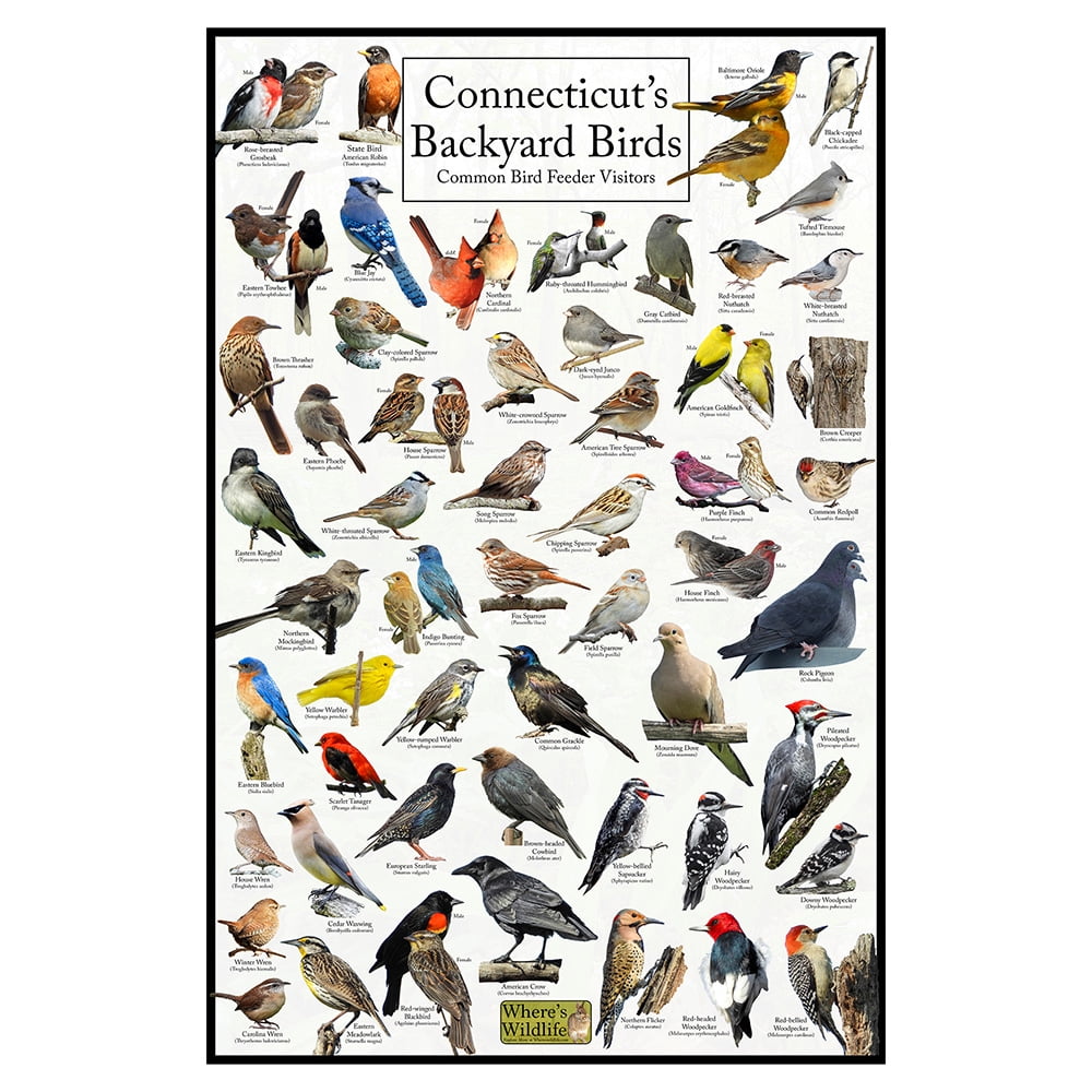 Connecticut's Backyard Birds Poster - Connecticut Bird Chart ...