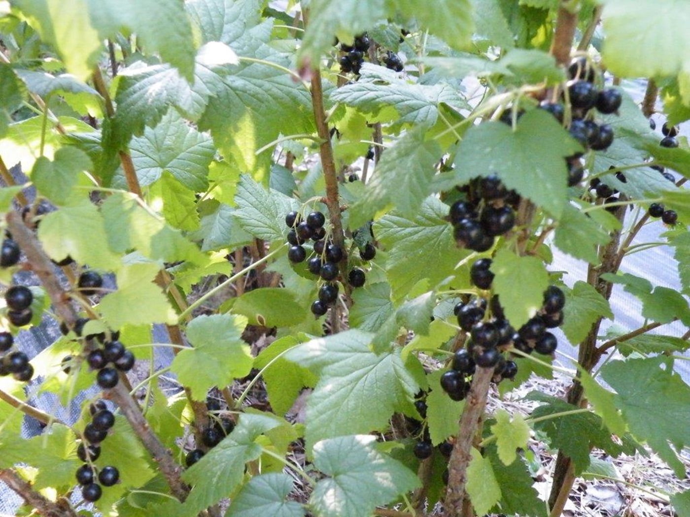 Consort Black Currant Bush - NO SHIP to NC, WV, NH - 2.5" Pot - Walmart.com
