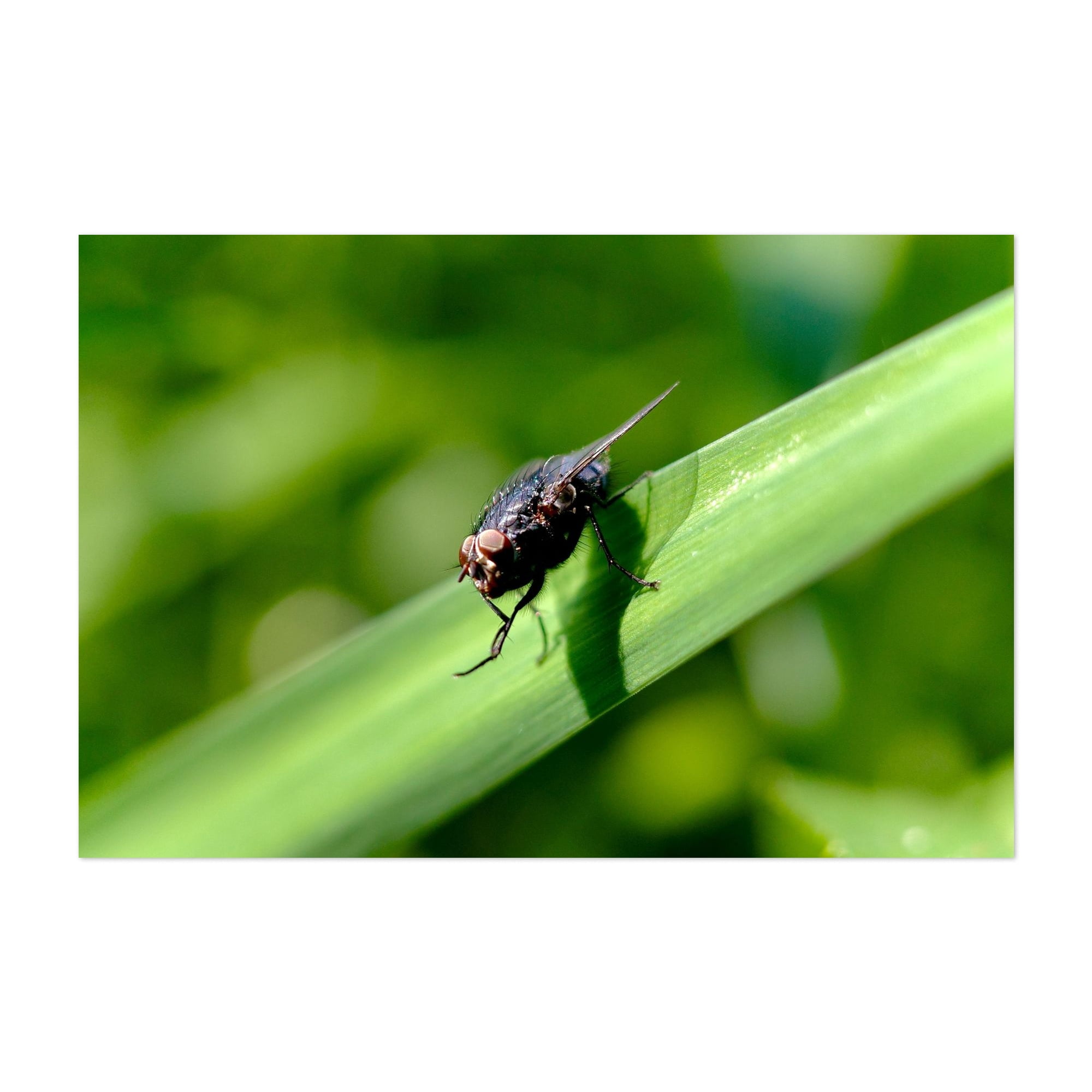 Conspiring Fly - Scranton Pennsylvania Photography Unframed Wall Art ...