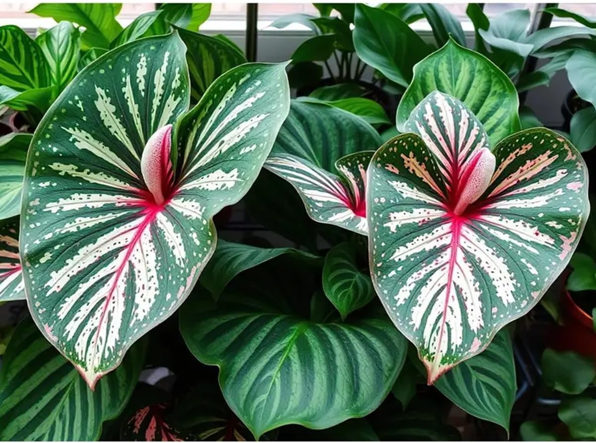 Constellation Caladium Bulbs for Planting - Perennial Hosta, Elephant ...
